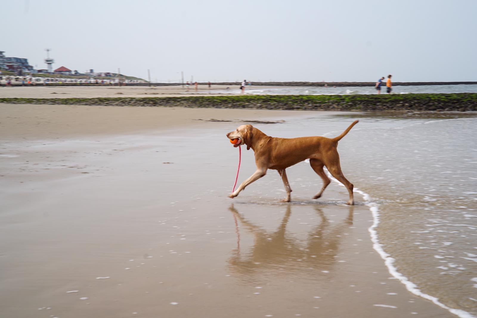 Crab meets Dog - Ferienwohnung Krabbe Wangerooge